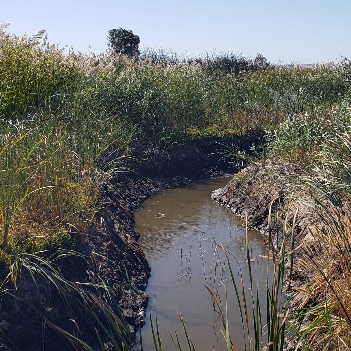Tule Red Restoration Site Opened to Natural Tidal Inundation ...